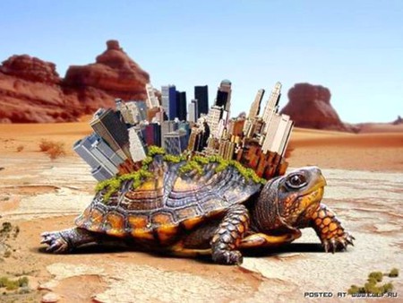 Funny turtle images desktop ~ unique animal wallpapers