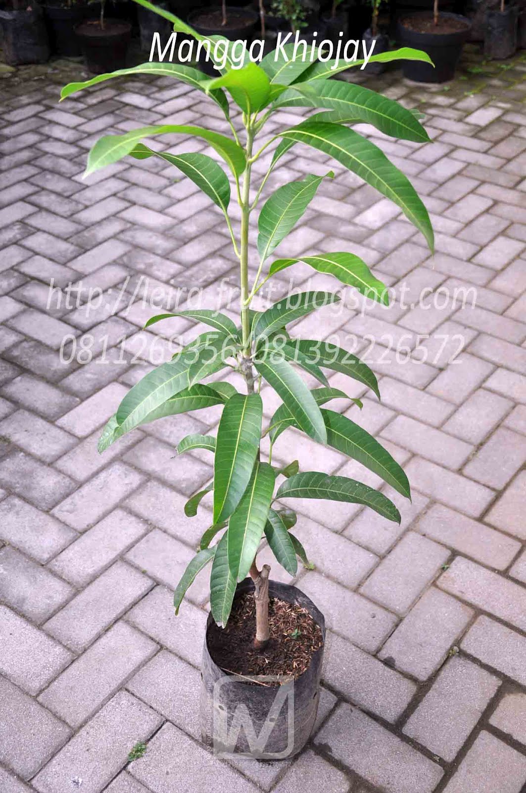 Varietas Mangga | Buah mangga