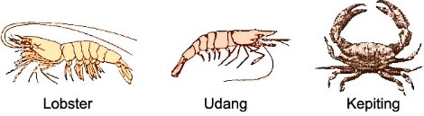 Sistem Integrasi Hormon Dan Syaraf Krustasea | IKAN DAN LAUT