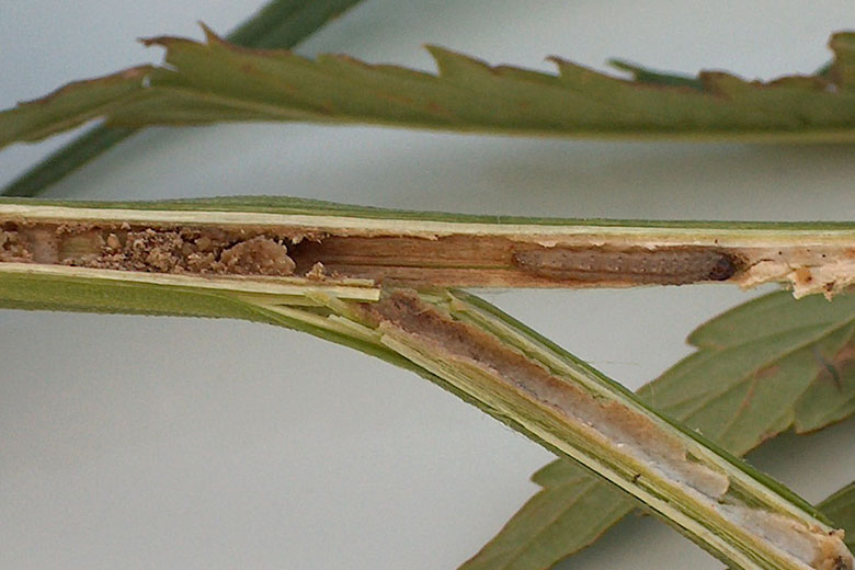 Plant disease and insects