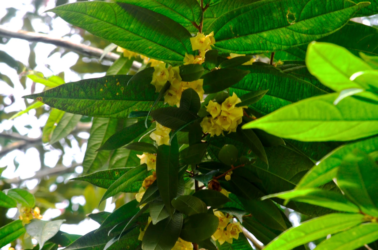 The Kambatik Park, Bintulu.: A jungle treelet with atttractive pale ...