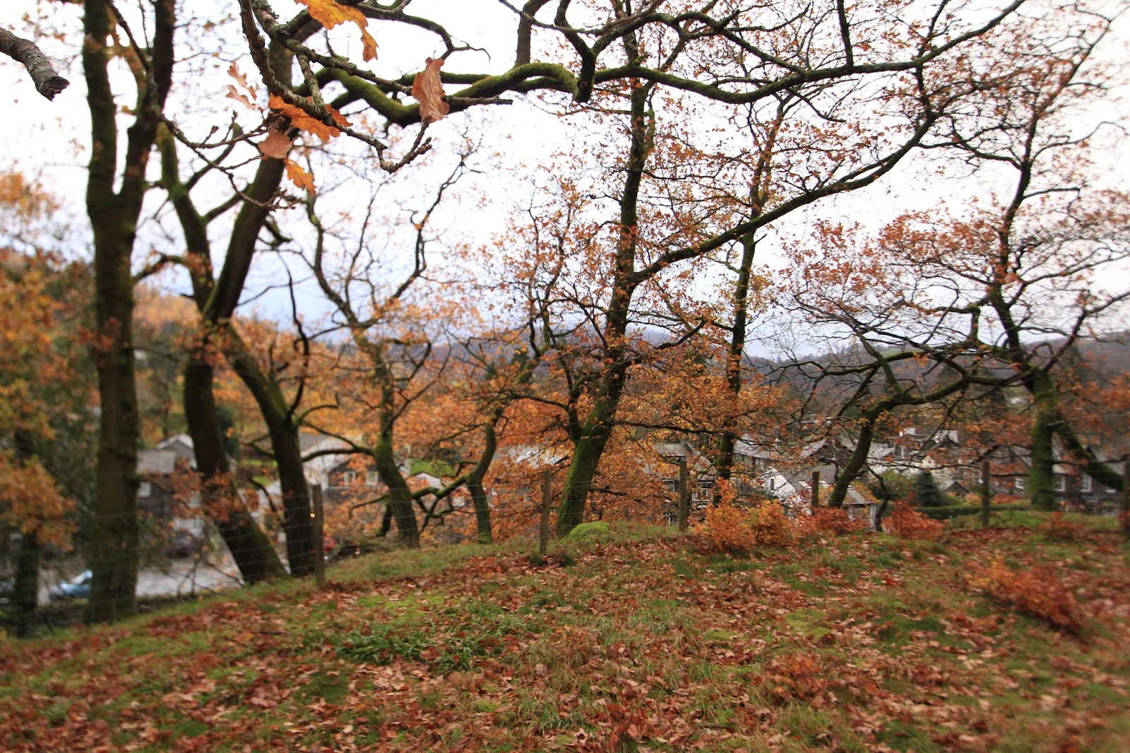 Autumn leaves: the biology of senescing and abscising