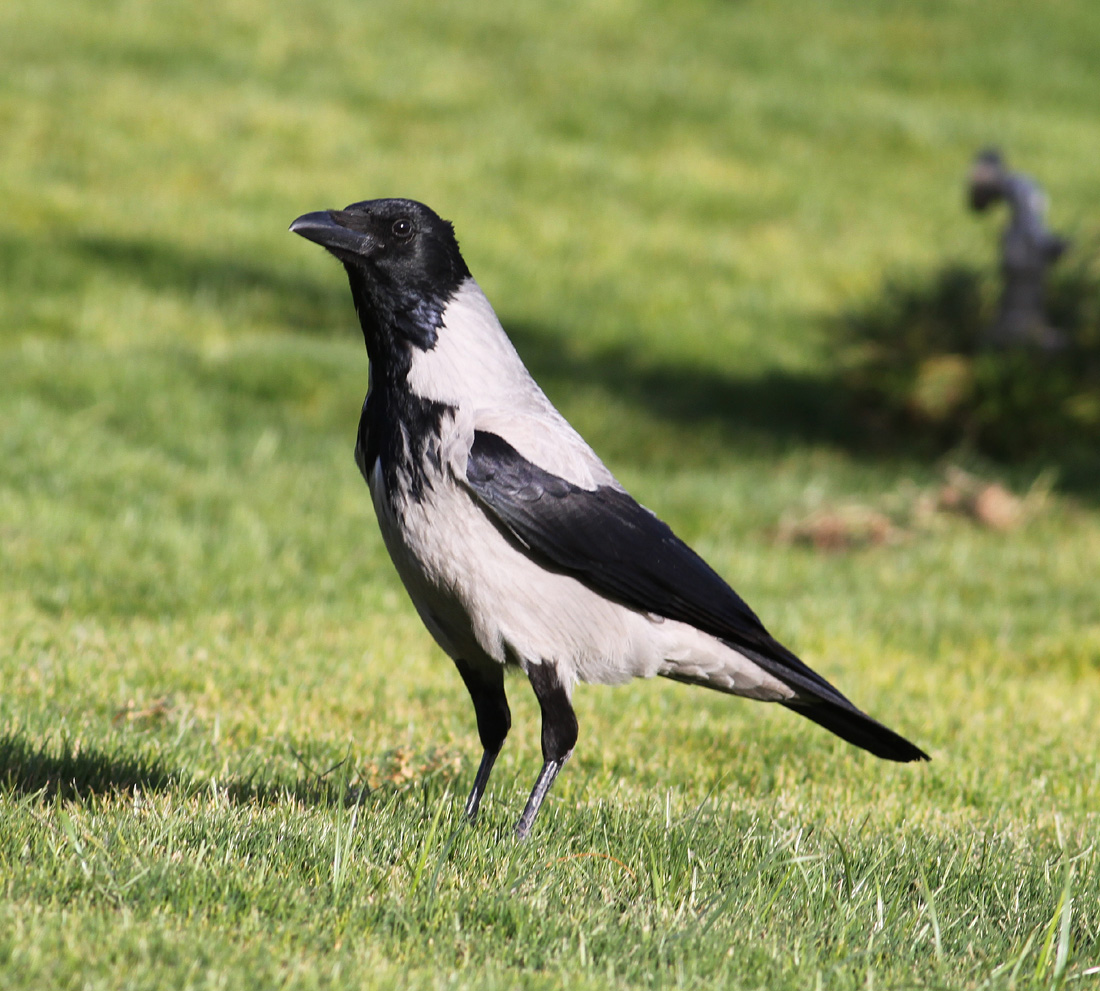 Another Bird Blog: Greece Again