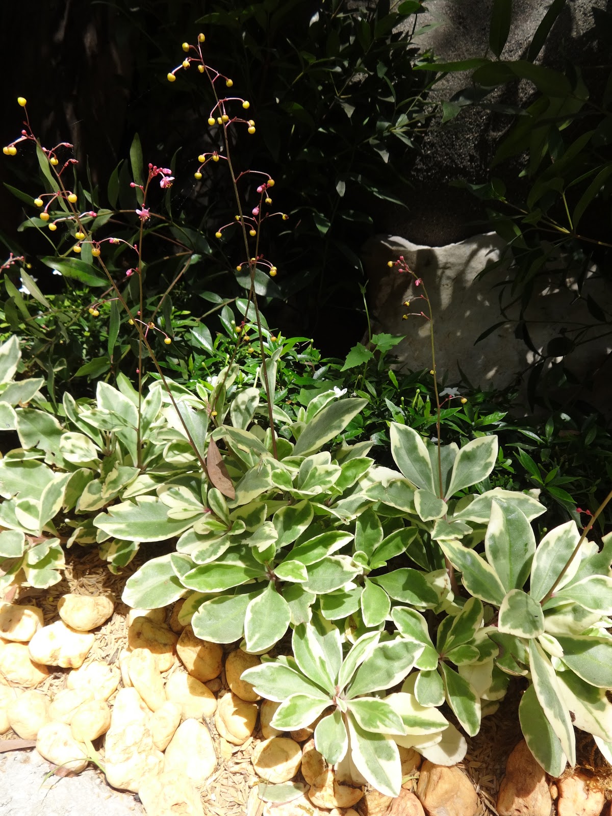 Herbs from Distant Lands: Talinum triangulare - Philippine Spinach ...