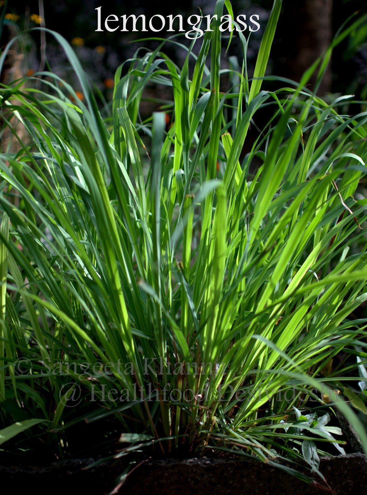 lemongrass and ginger green tea for treating common ailments...