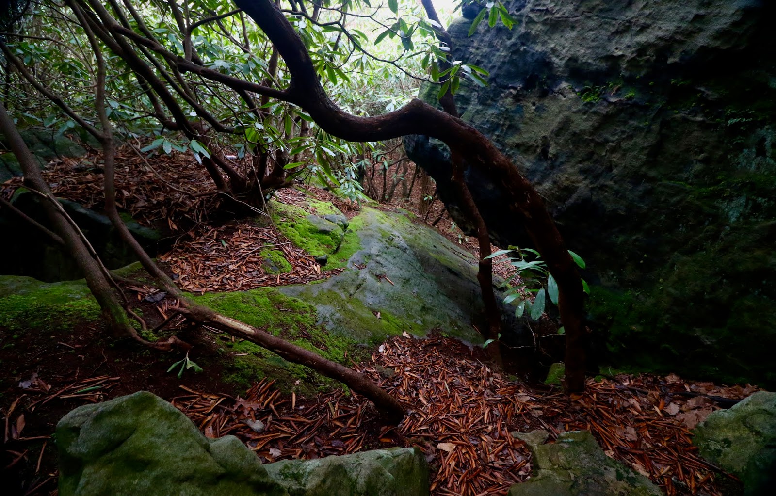 Wildfilm: Spruce Hollow