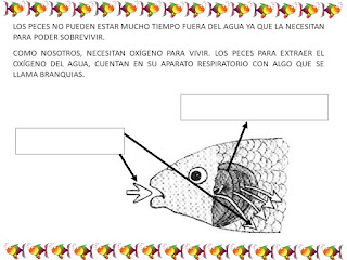 SOMOS LA CLASE DE LOS PECES