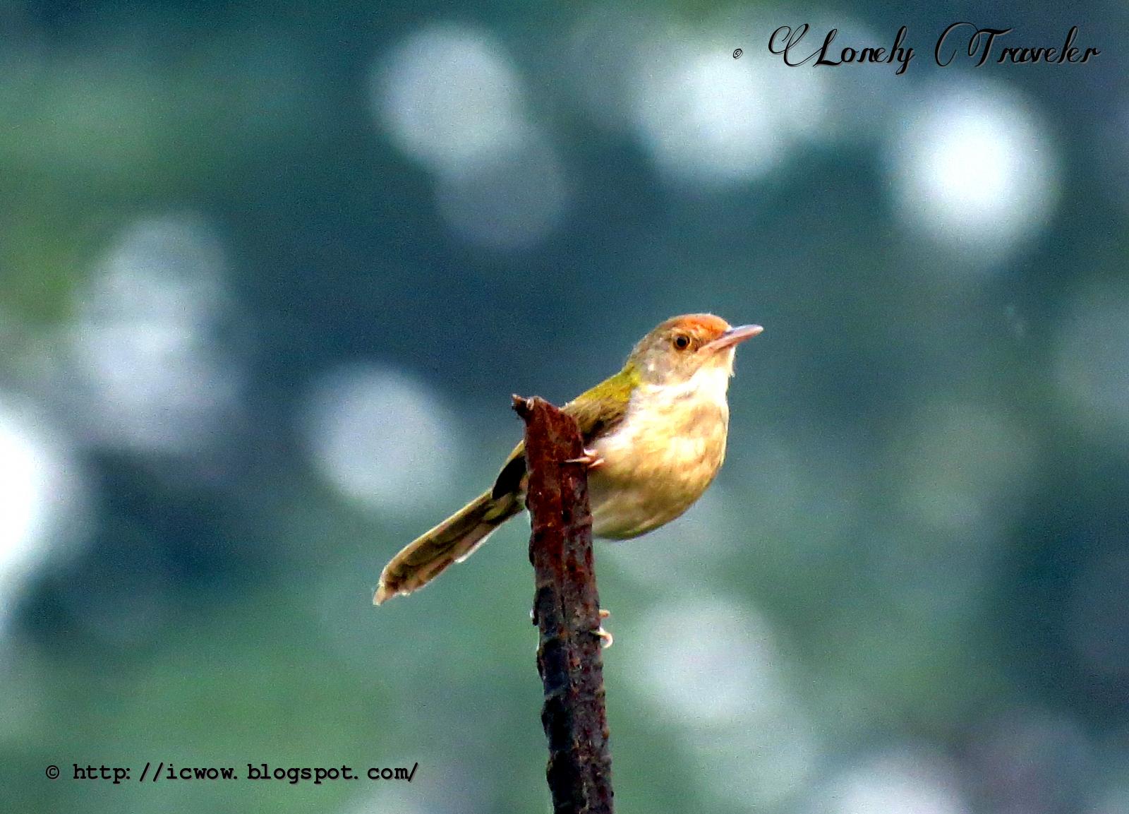 Common tailorbird - Orthotomus sutorius