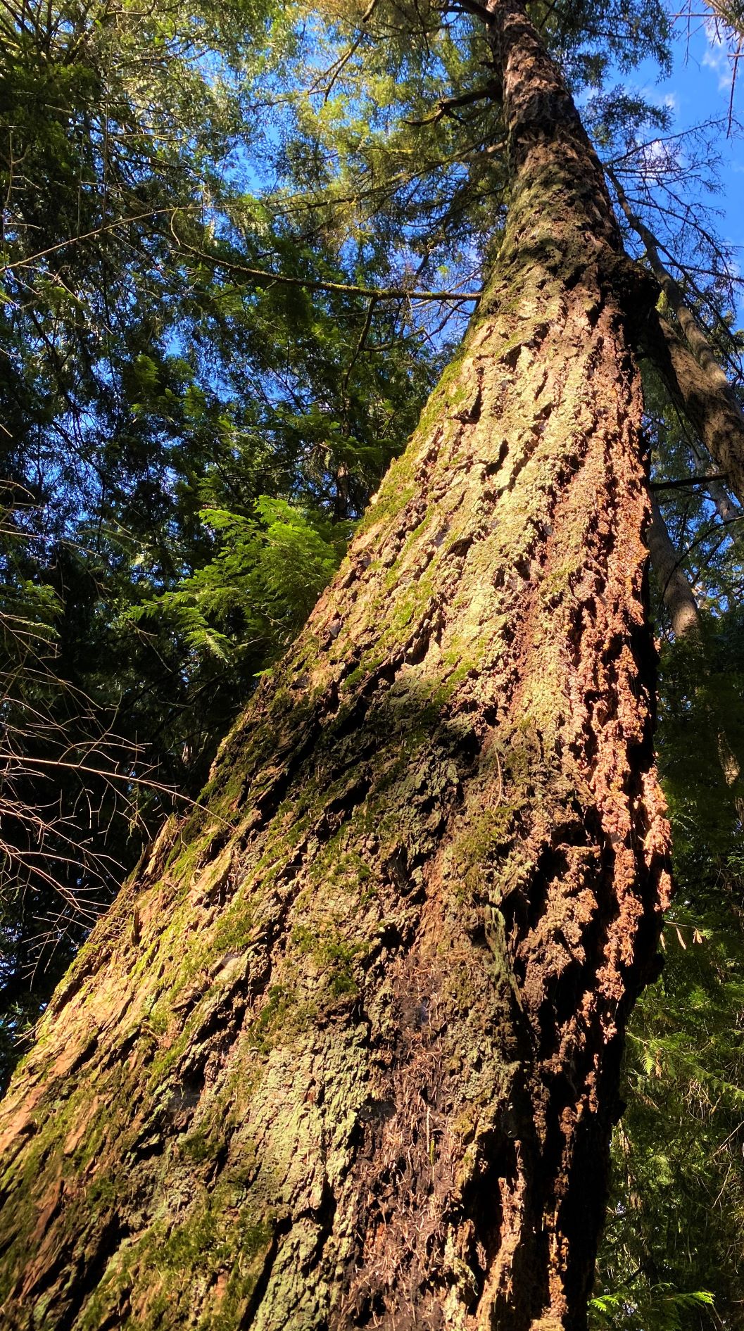 Shoreline Area News: Our monumental Douglas fir trees in Shoreline