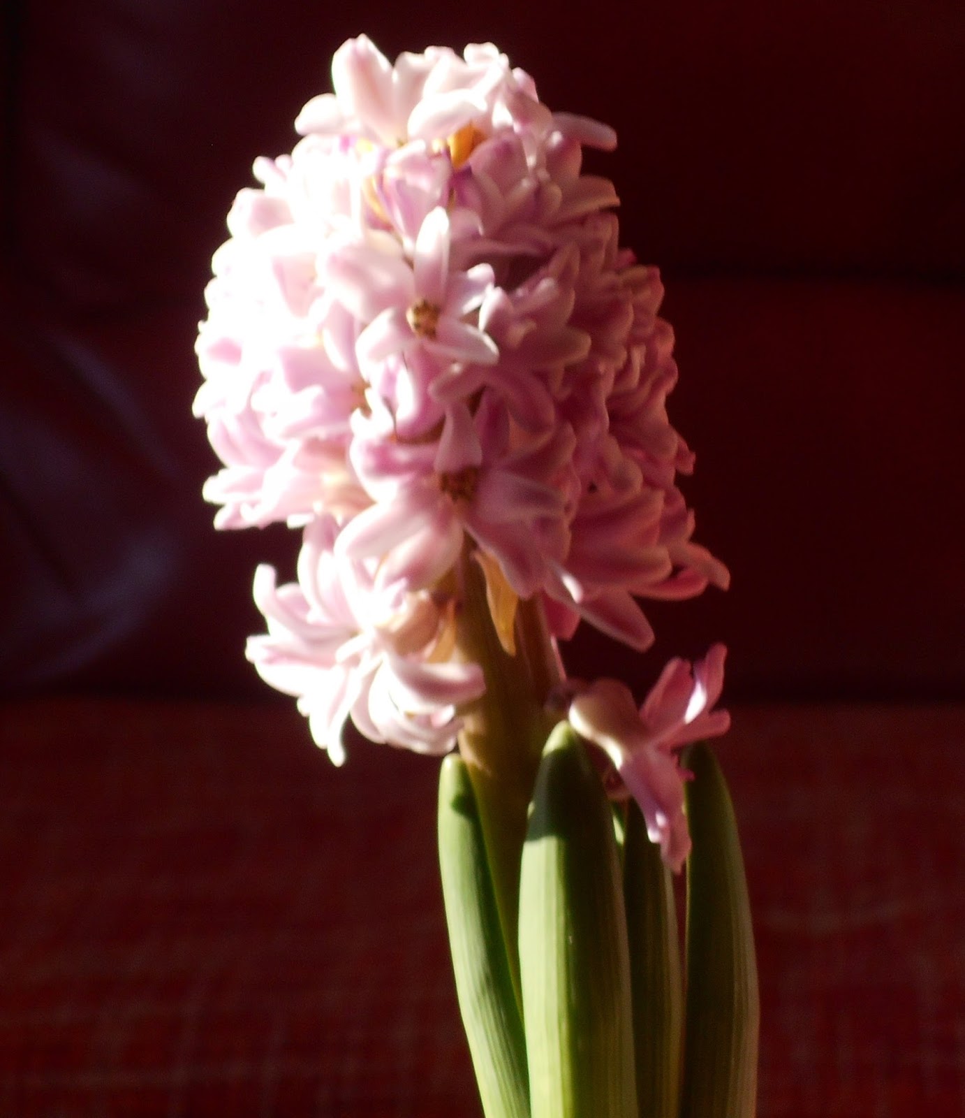 Bila mama Kukunka,bio tata Taranta: siječnja 2017