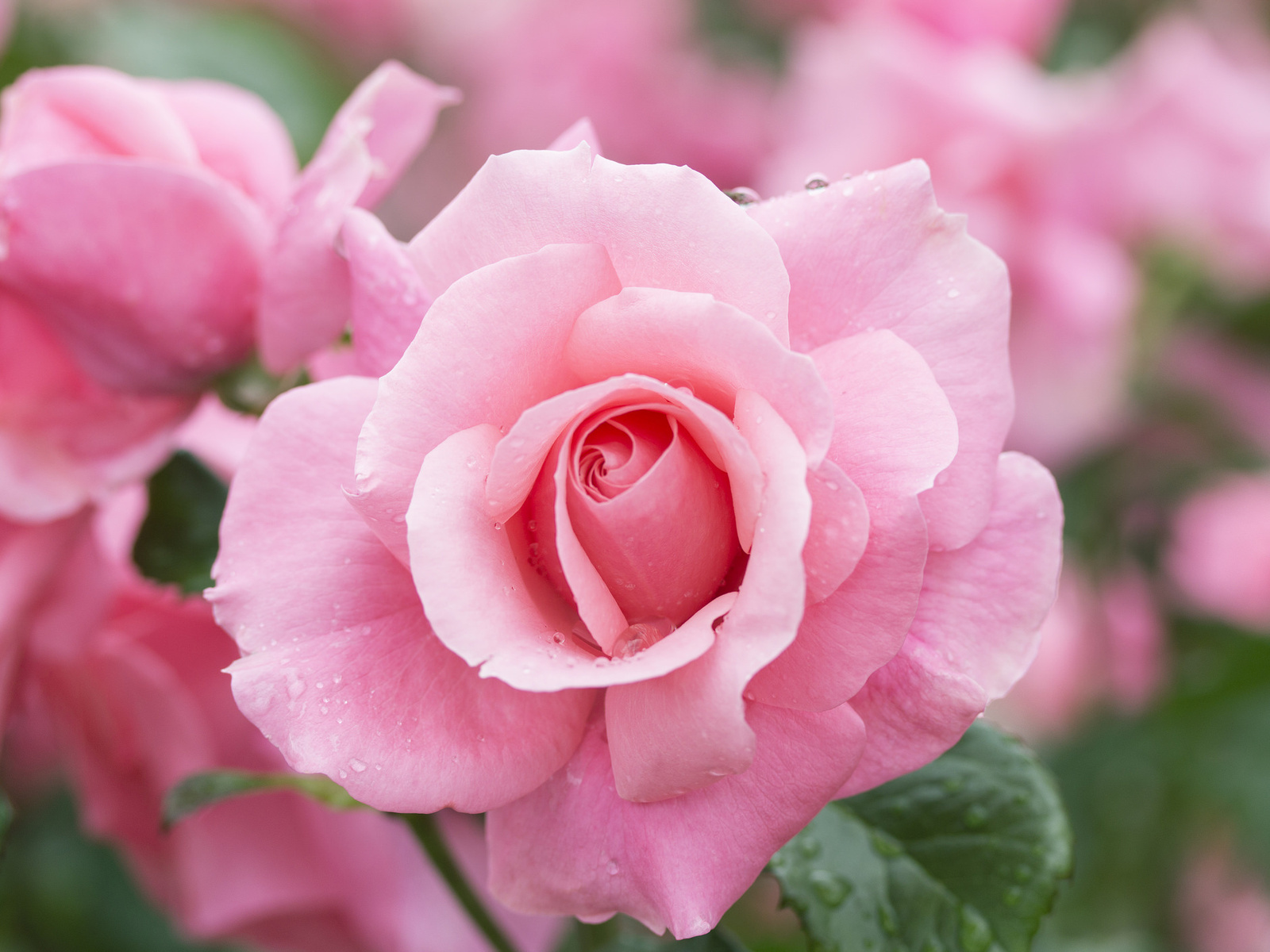 Fotos de flores rosados