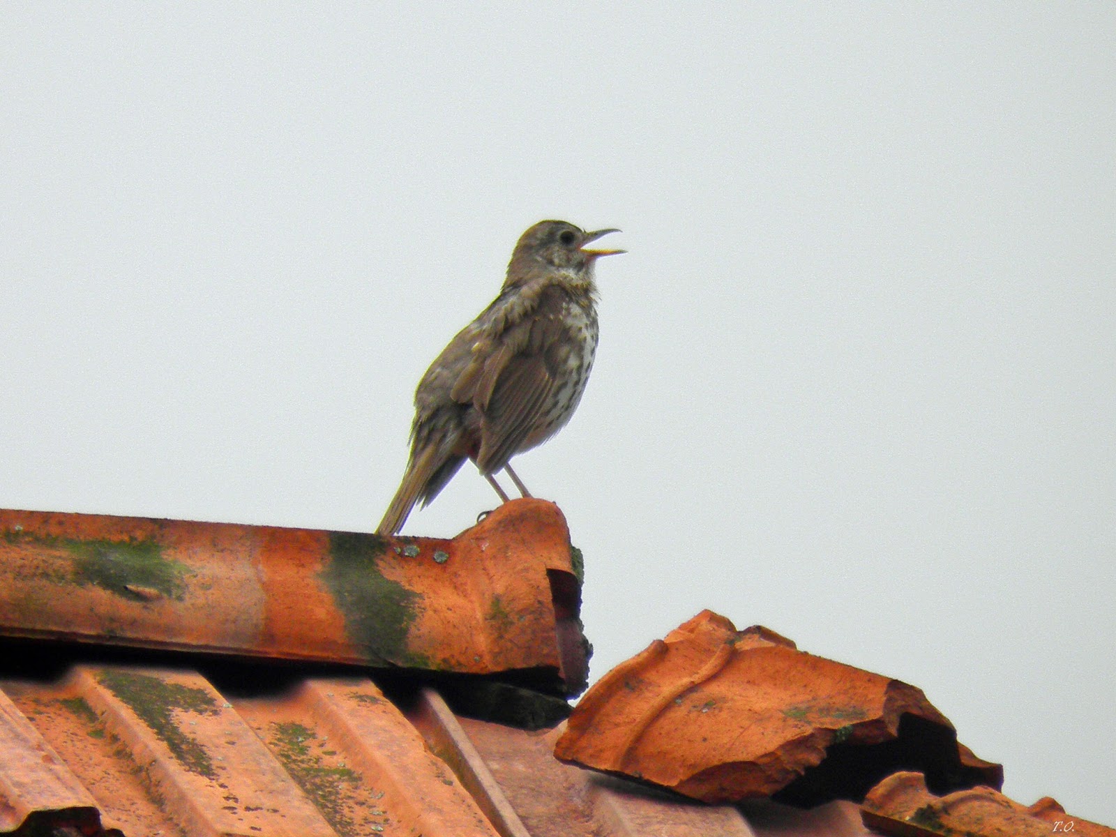 PASARI DIN ROMANIA: STURZ CANTATOR, Turdus philomelos