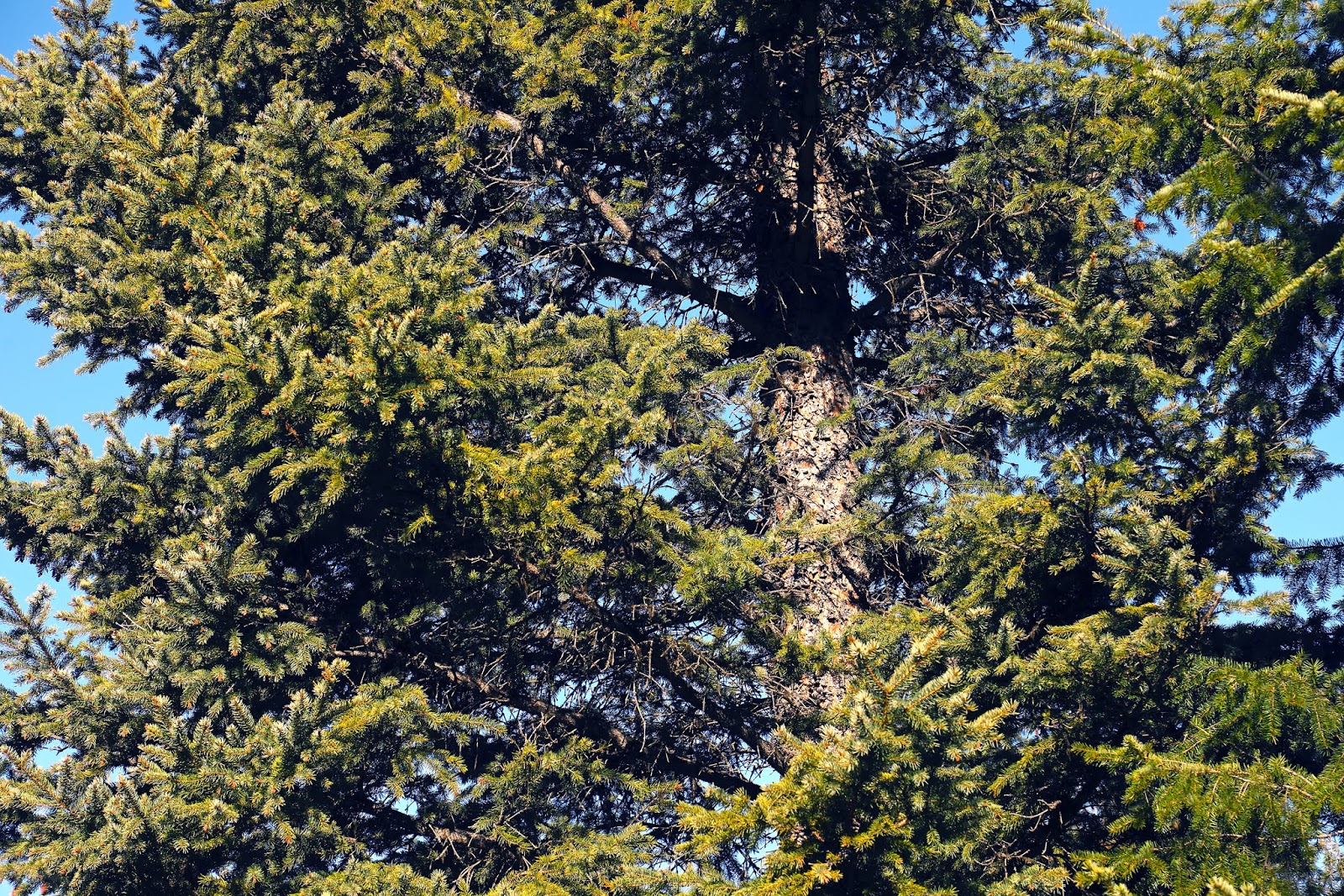 Replant.ca Environmental: The White Spruce tree (Picea glauca)