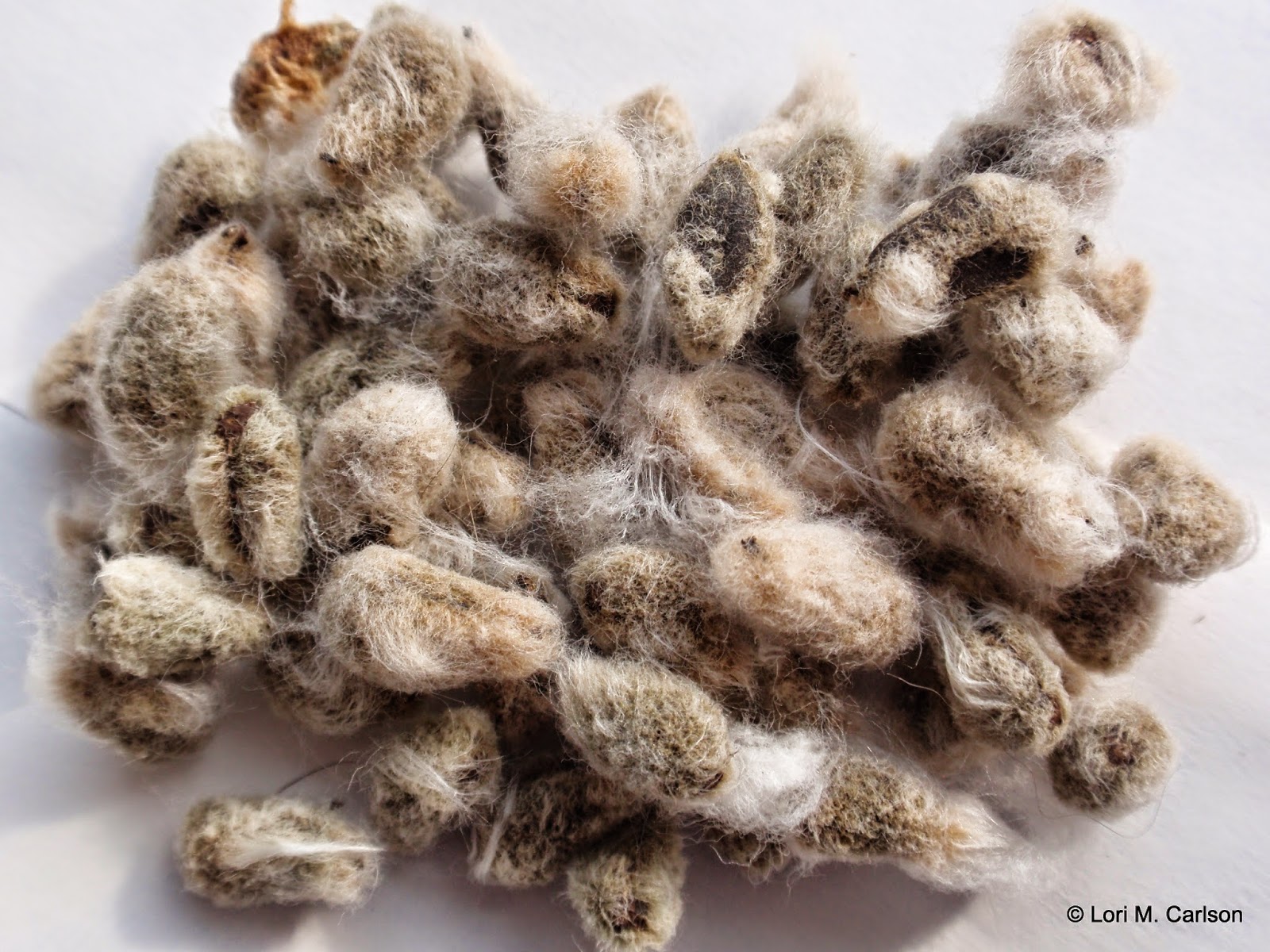 Shrone Designs: My Totally True Amazing Adventure in Growing Cotton