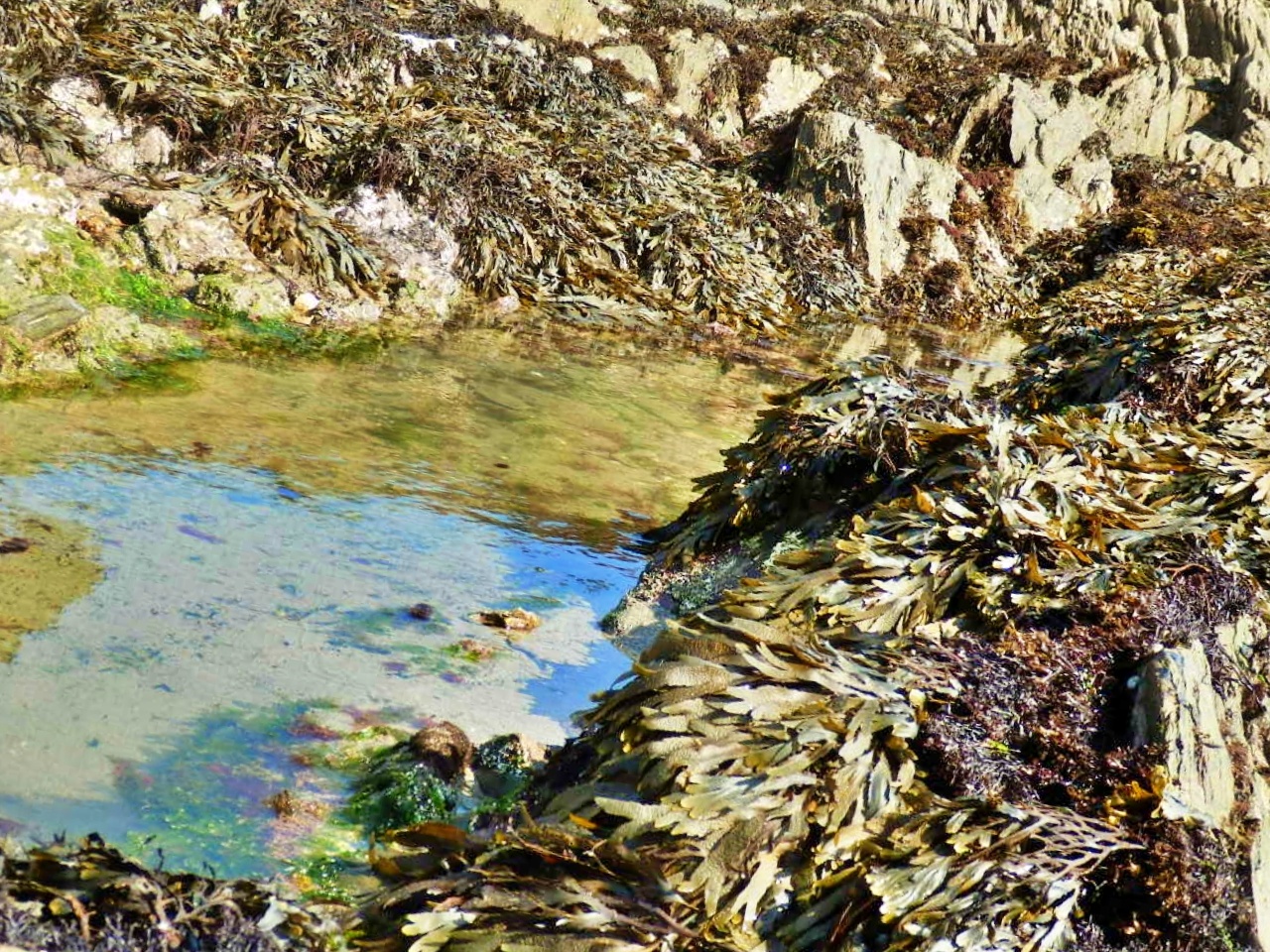 Mike's Cornwall: Walking to Chapel Point and Colona Beach Cornwall