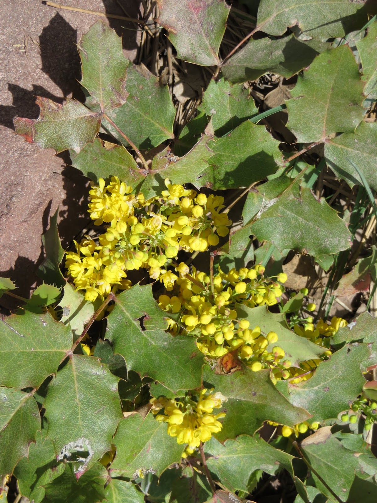 CO-Horts: Early blooming shrubs are rock stars in the pollinator garden