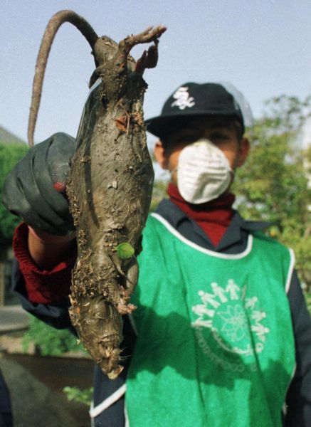 Mutated Rats Invade Tehran