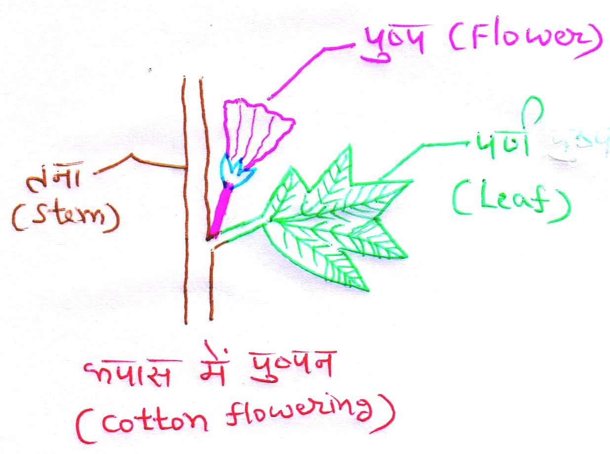 Cotton Crop Improvement