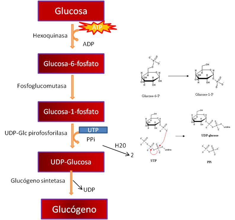 CIENCIAS SALUD 2022: GLUCOGENO-GENESIS (glucogenesis)