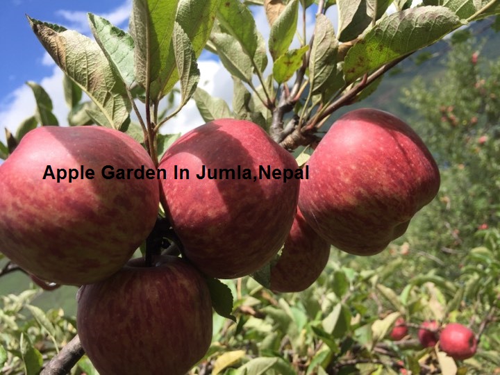 Apple Garden in Jumla,Nepal