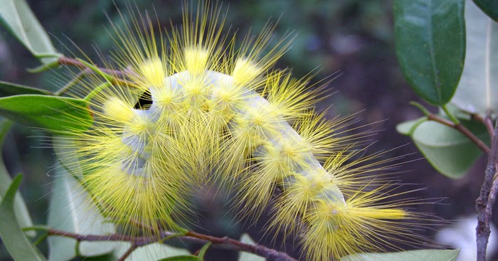 Mengenal Ulat-ulat Indonesia yang Bikin Gatal Luar Biasa - Majalah Asia ...