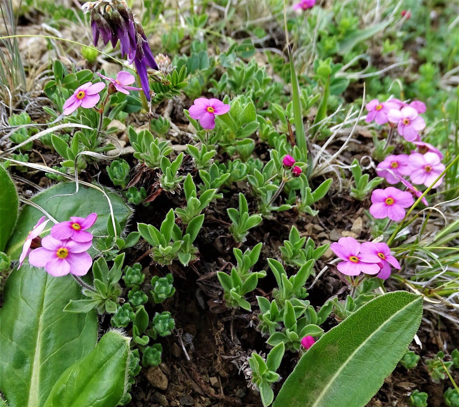 Prairiebreak: Apropos of Androsace...a case (or two) in point...