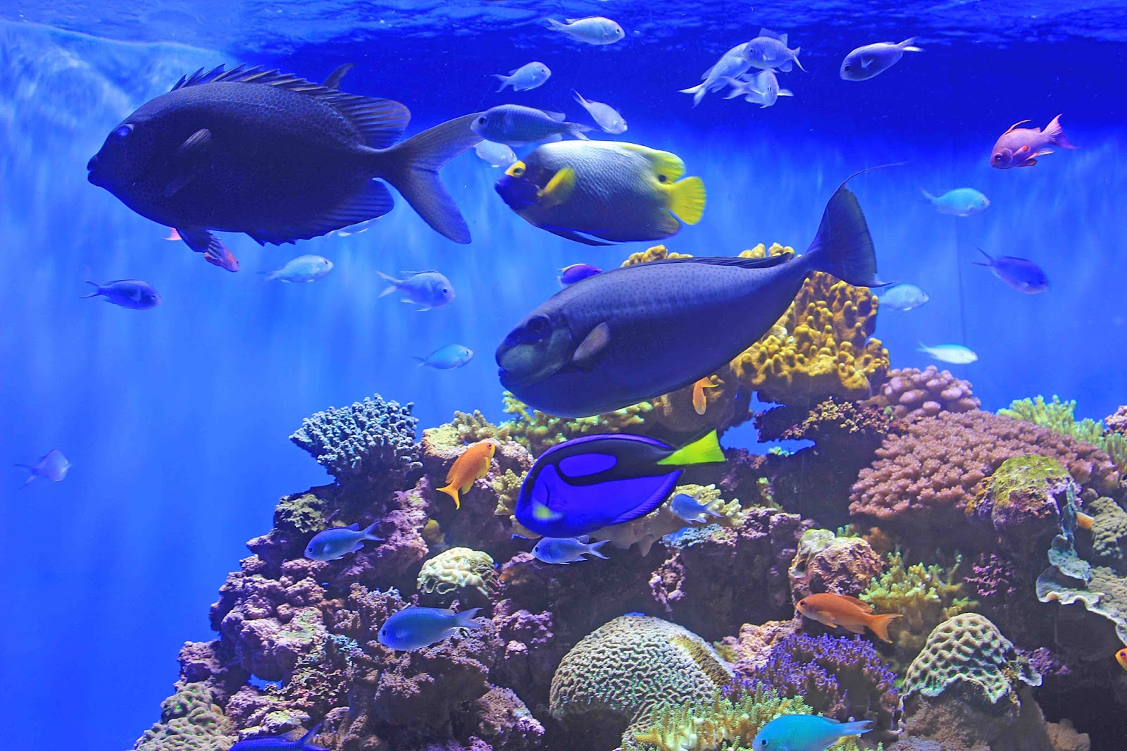 Western Sojourns: Travels with Camissonia: BIRCH AQUARIUM AT SCRIPPS ...