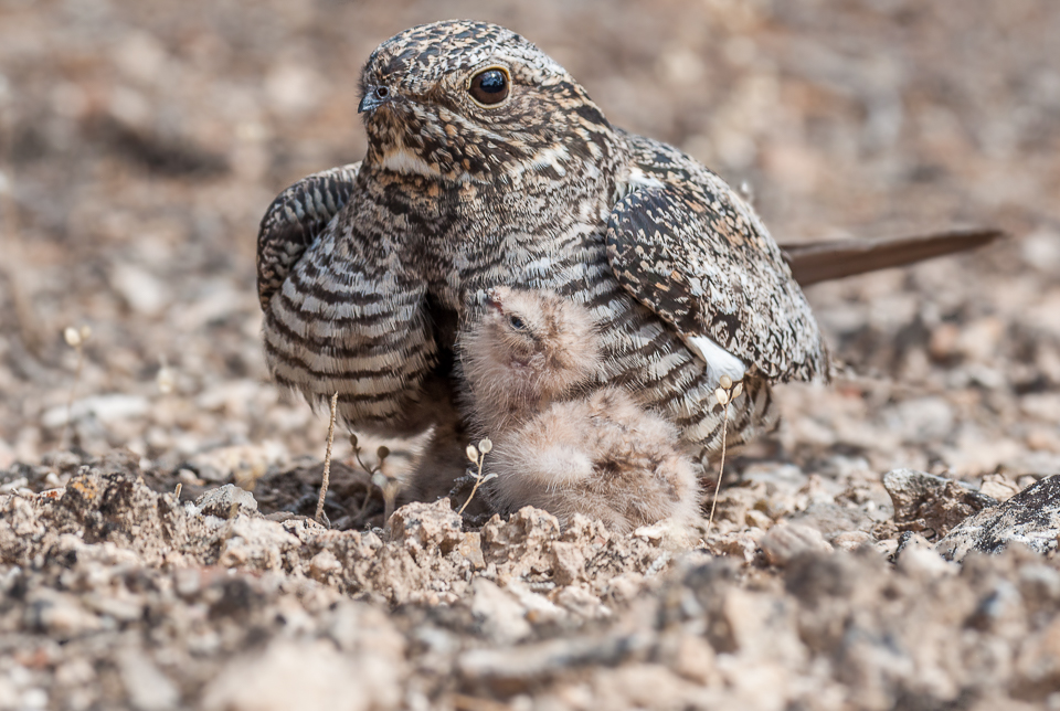 NeoVista Birds and Wildlife: A New Generation of Common Nighthawks