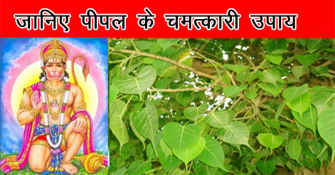 Gyani Pandit Ji - पीपल में है शनि देव का वास