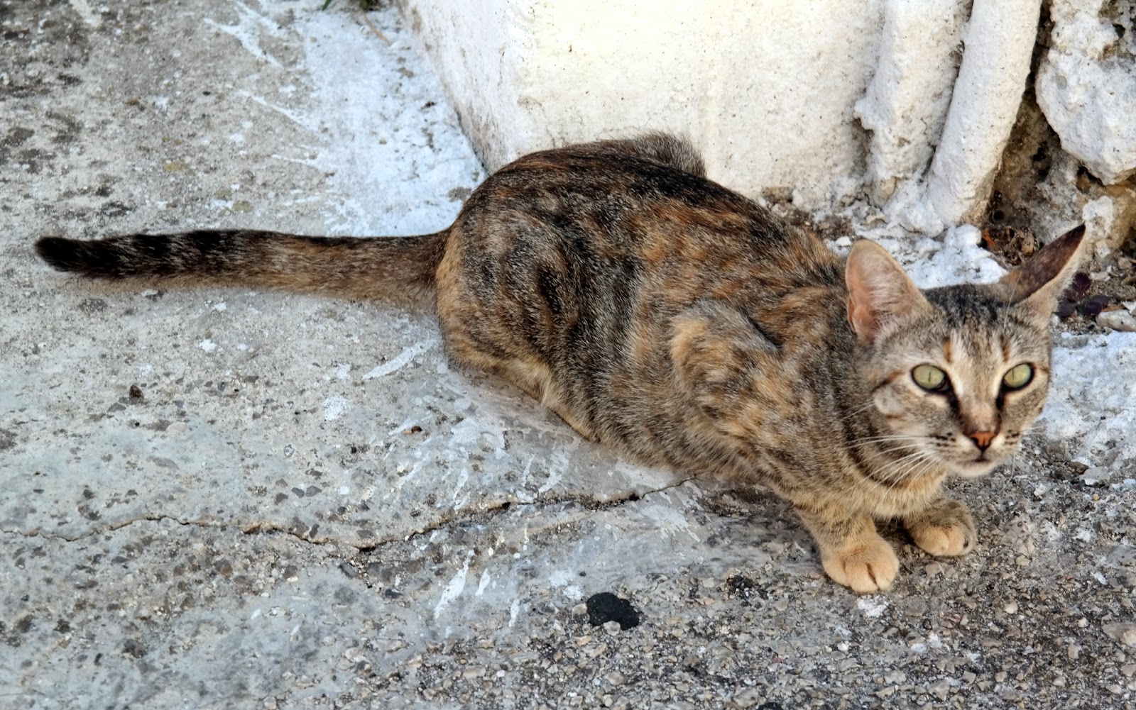 Angel Ginger Jasper: Cats of Corfu.....