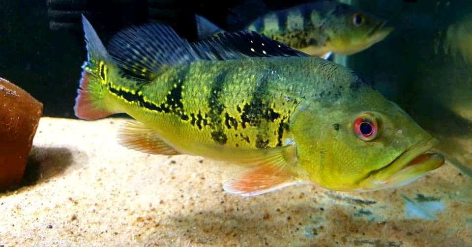 How To Keep Peacock Bass(pbass care guide)
