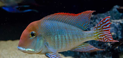 English Infantil: Slippery fish