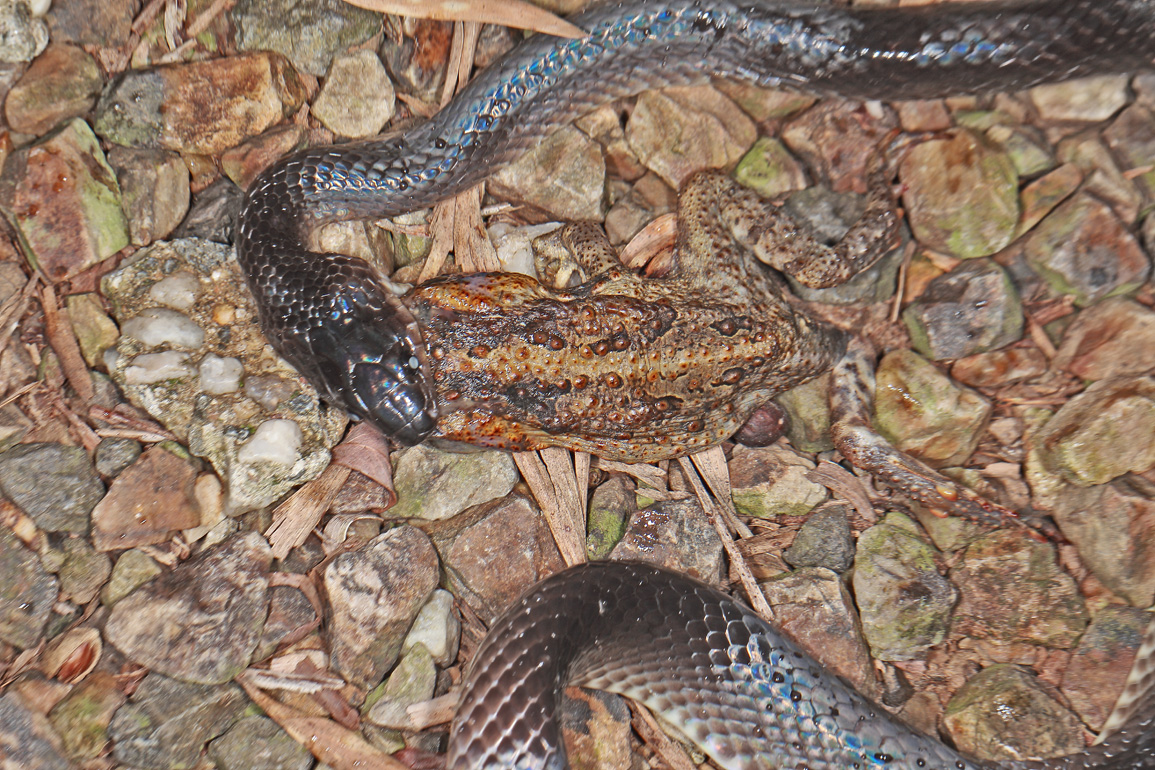 BunyipCo: November 2012