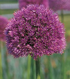 Allium | World Of Flowers