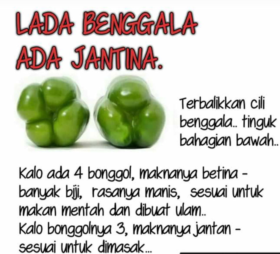 Warisan Petani: MB 114 : Lada Benggala Ada Jantina