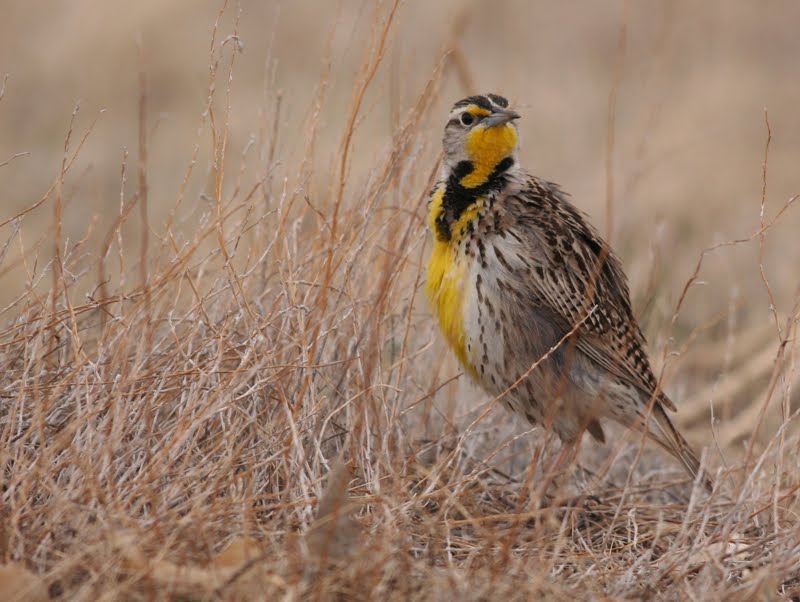 Western Meadowlark