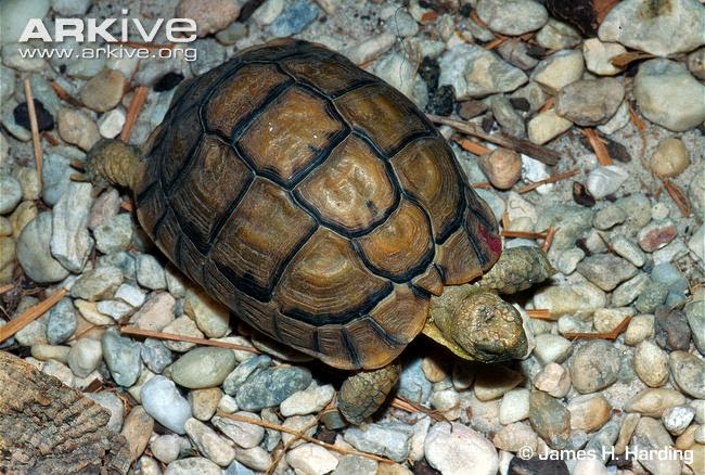 Rules of the Jungle: The Egyptian Tortoise