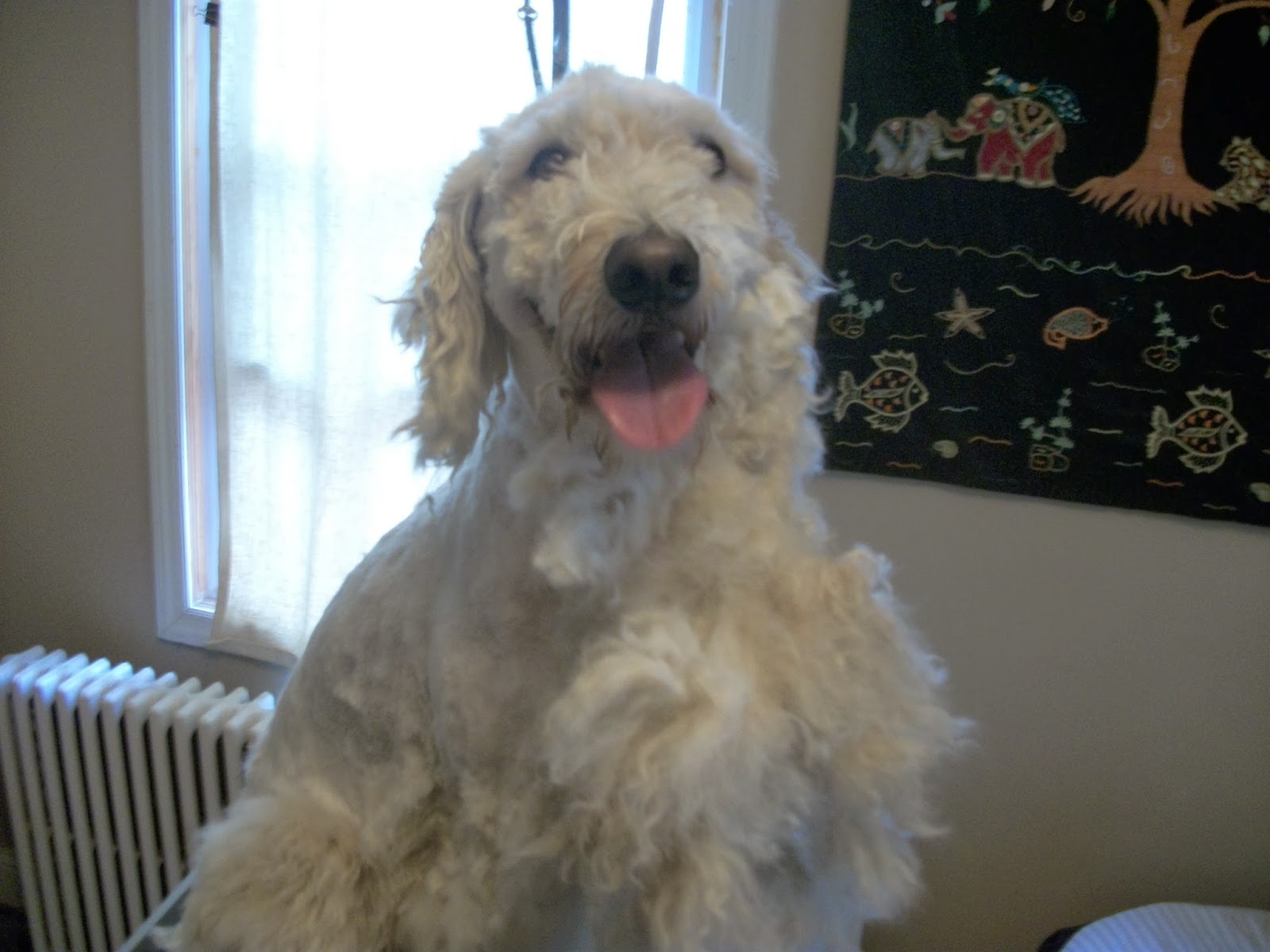 Peaceful dog: Perks of being a Dog Professional