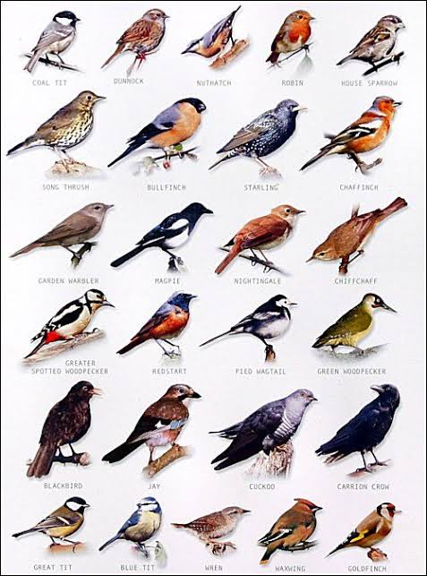 birds: How to Identify Birds