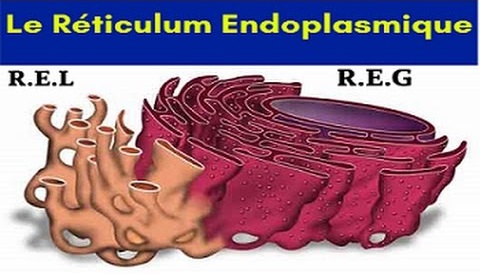 Le Réticulum Endoplasmique - Biologie