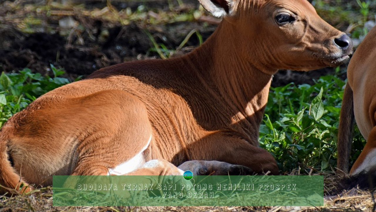 Budidaya Ternak Sapi Potong Memiliki Prospek yang Cerah - Agribisnis ...