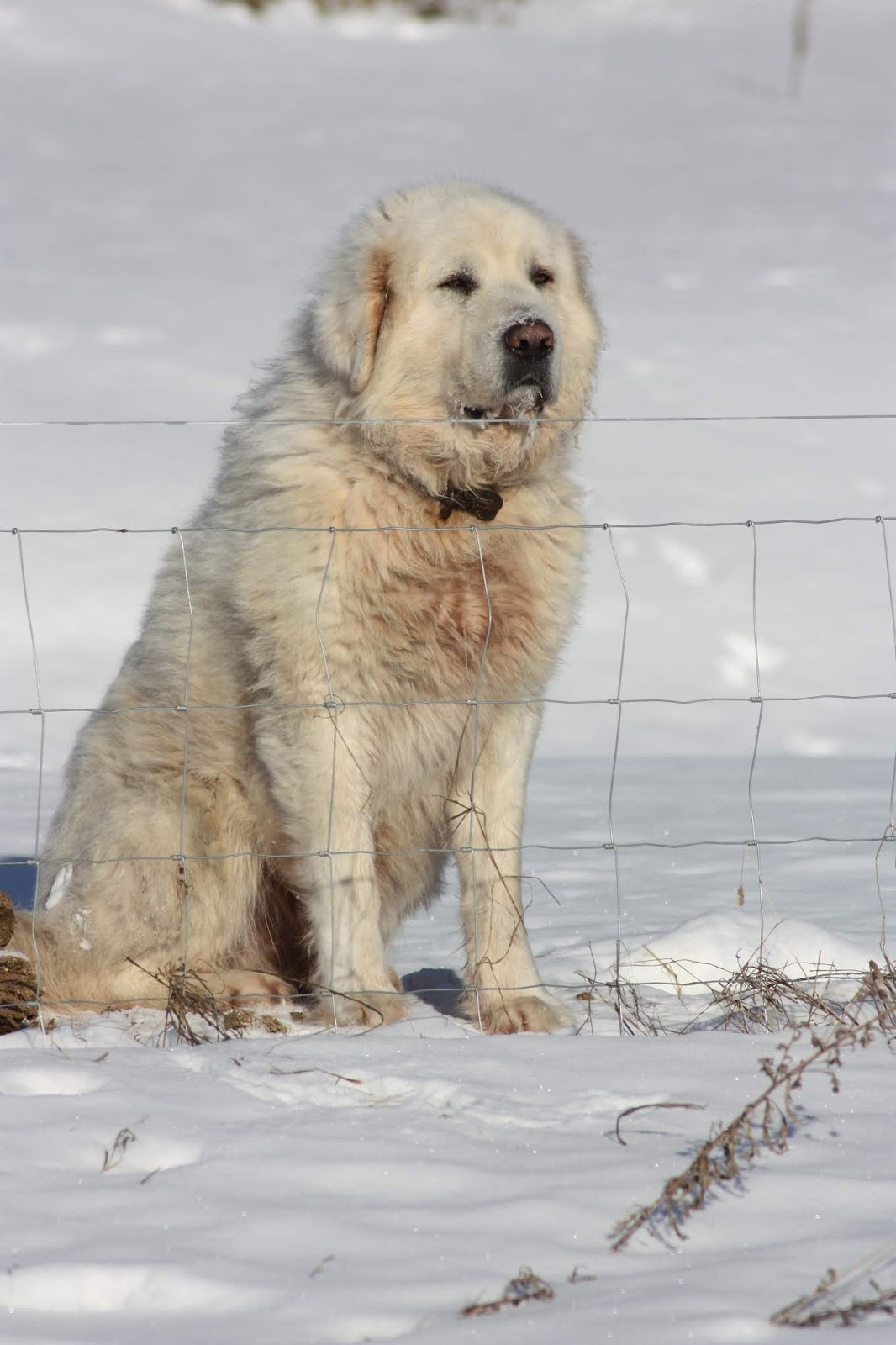 Predator Friendly Ranching : Fence training for your LGD