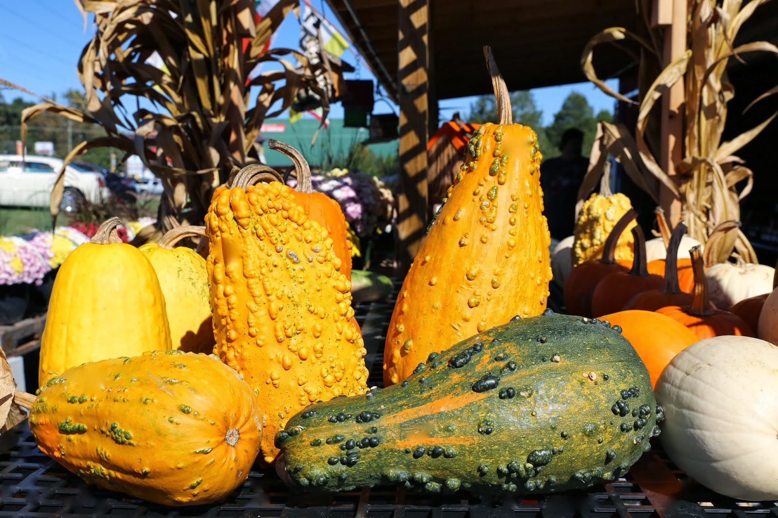 Sweet Southern Days: Fall in the Foothills Parkway, Pigeon Forge and ...