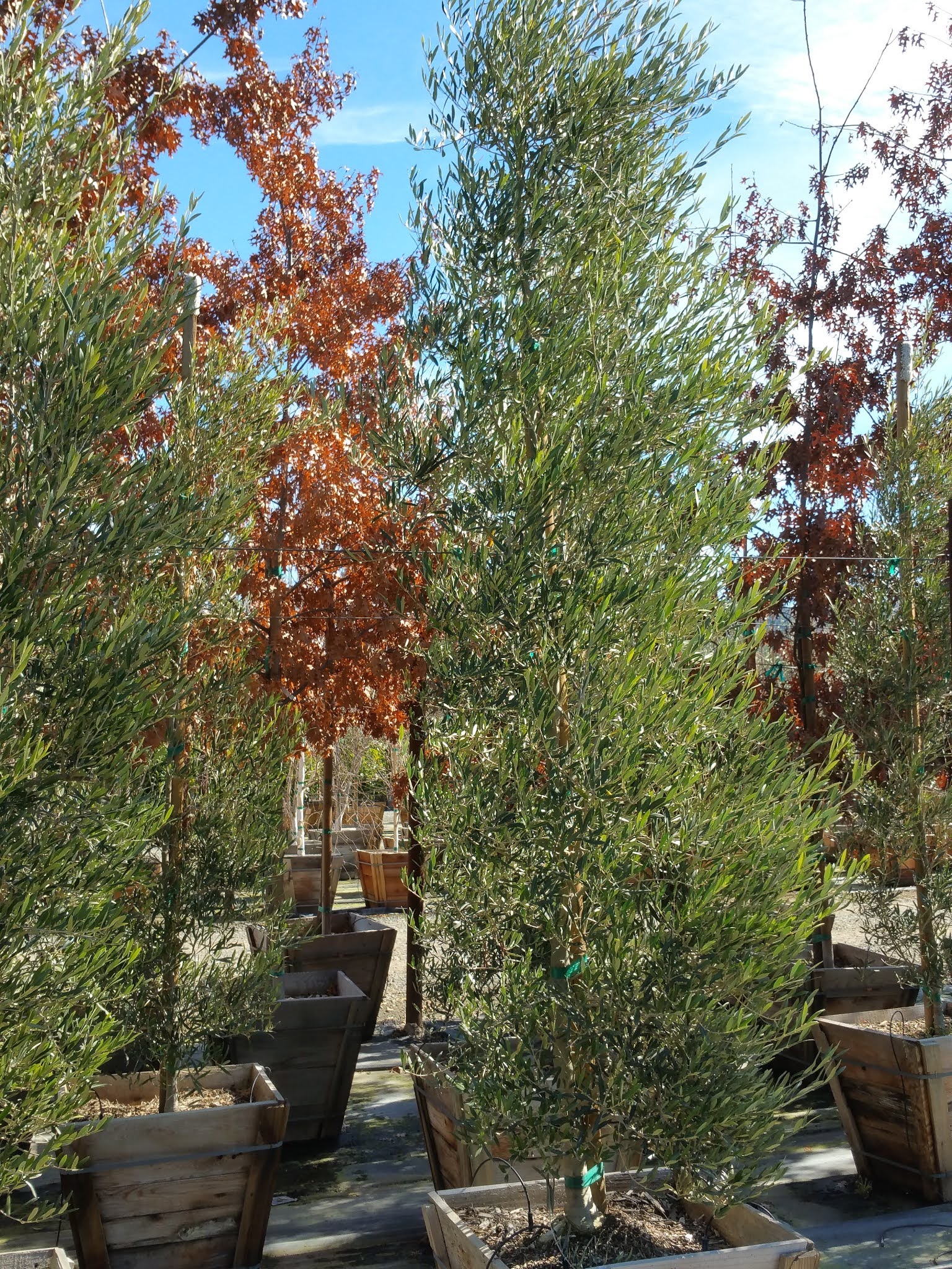 Recent Plant Photos at Western Tree Nursery: Evergreen Trees for ...