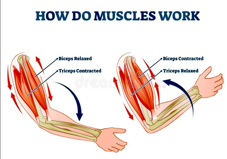 Human Body (SKIN and MUSCLES)