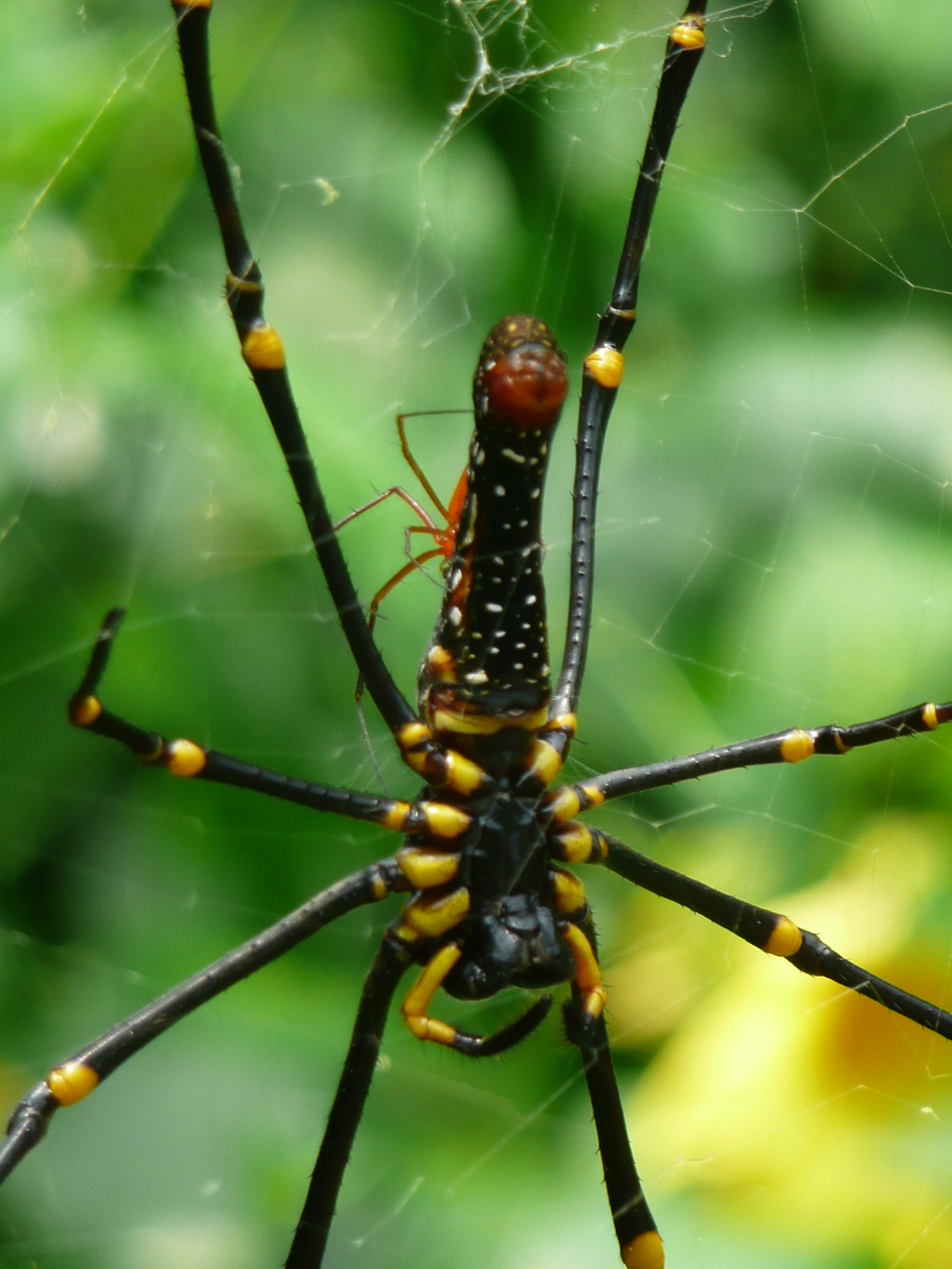 WEBS OF SIGNIFICANCE: Spiders galore over on Lamma's eastern section