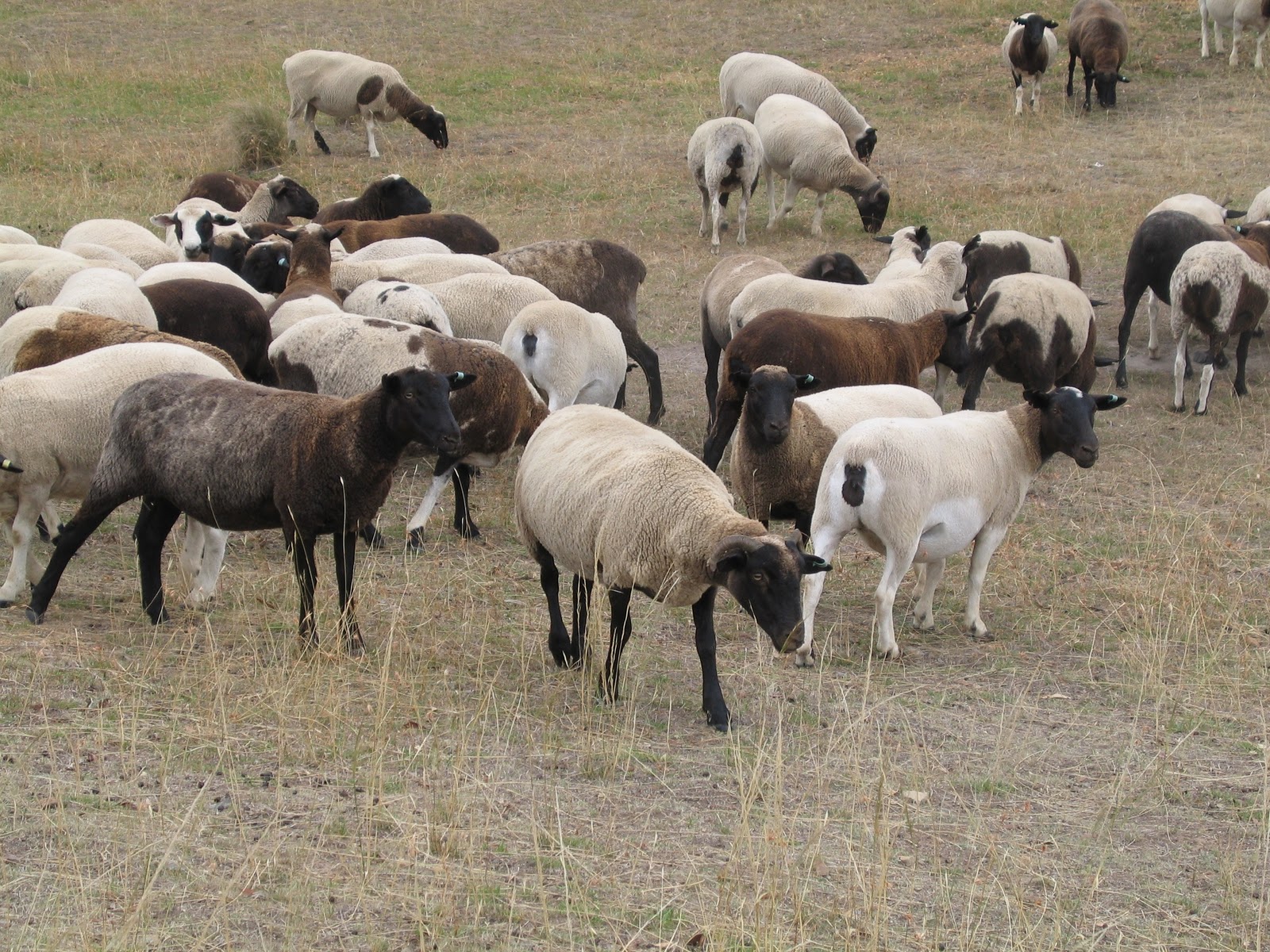 Claremont White Dorpers Blog: Controlled Breeding Plan