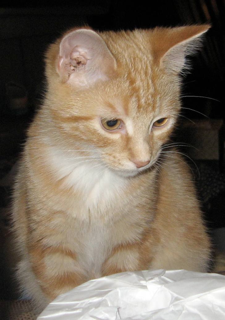 Gatitos: imágenes, informacion y cuidados: Imagen de gato beige [16-1-17]