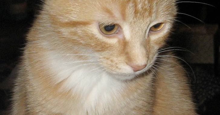 Gatitos: imágenes, informacion y cuidados: Imagen de gato beige [16-1-17]