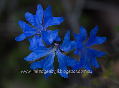 Life Images by Jill: Nannup wildflower walks - & The Lost Flowers of ...